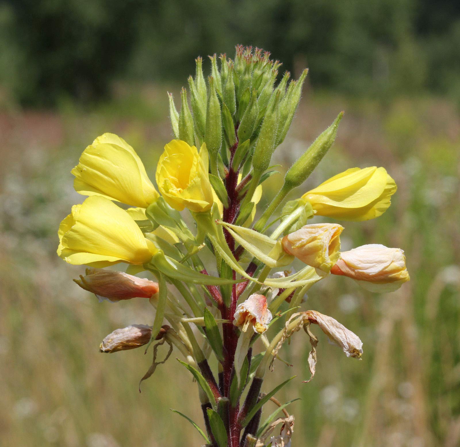Portal Cool Evening Primrose - Oenothera Biennis - 100 Semi - Semi - di Notte Della Candela