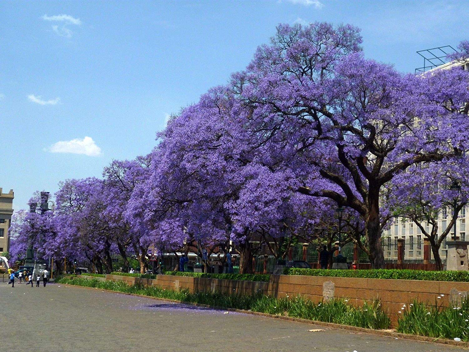 Portal Cool 200: 100-100 Semi Jacaranda Mimosifolia Albero le falsi Semi Palissandro India
