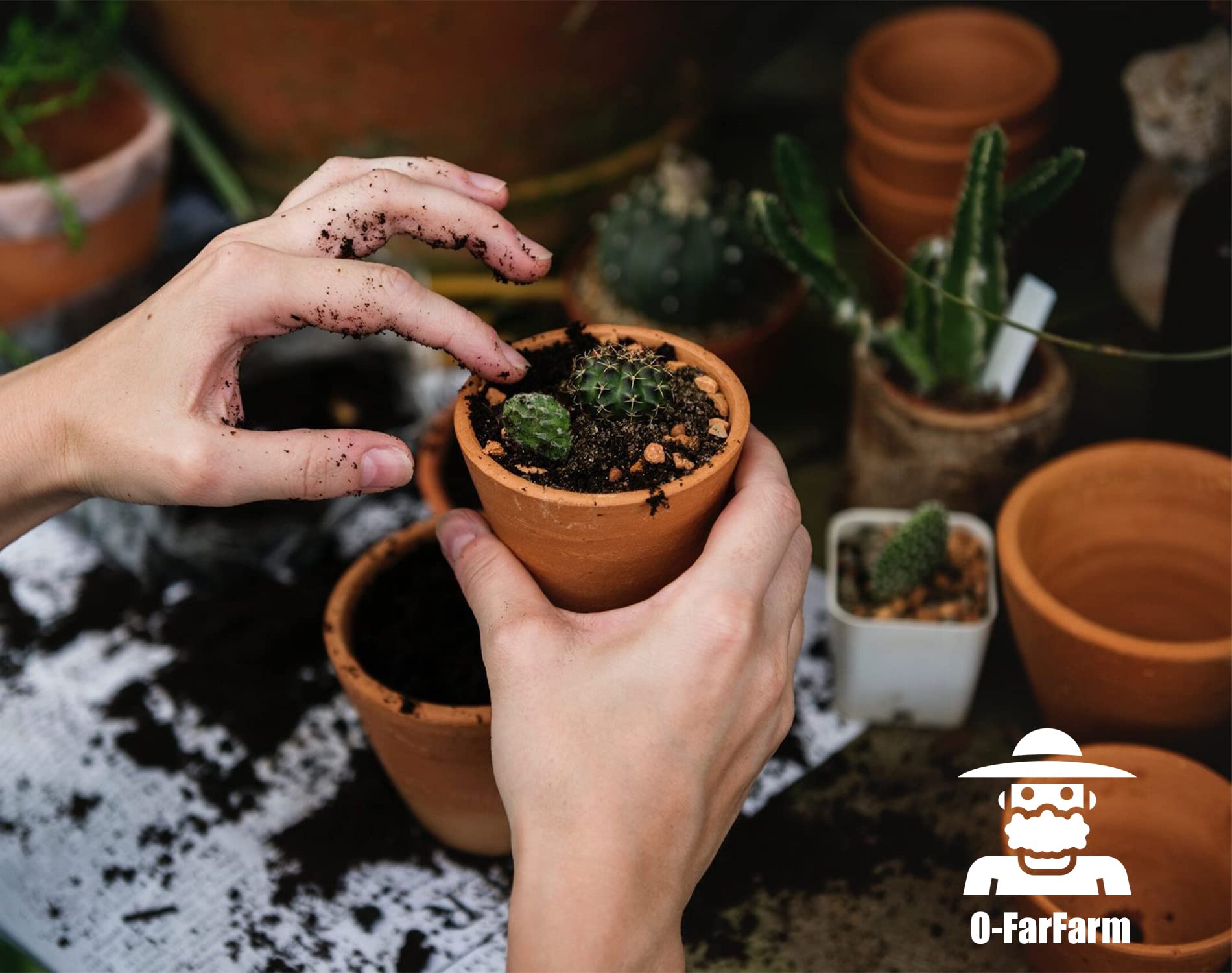 O-FarFarm Cactus Soil Potting Mix 1.1 LBS, Optimized PH Fast Draining with Added Nutrients, Perfect for Small Cactus Pots