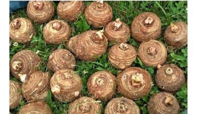 Ready 2 Grow 25 Live Bulbs Colocasia Esculenta Elephant Ear Taro Gabi Kalo Eddo