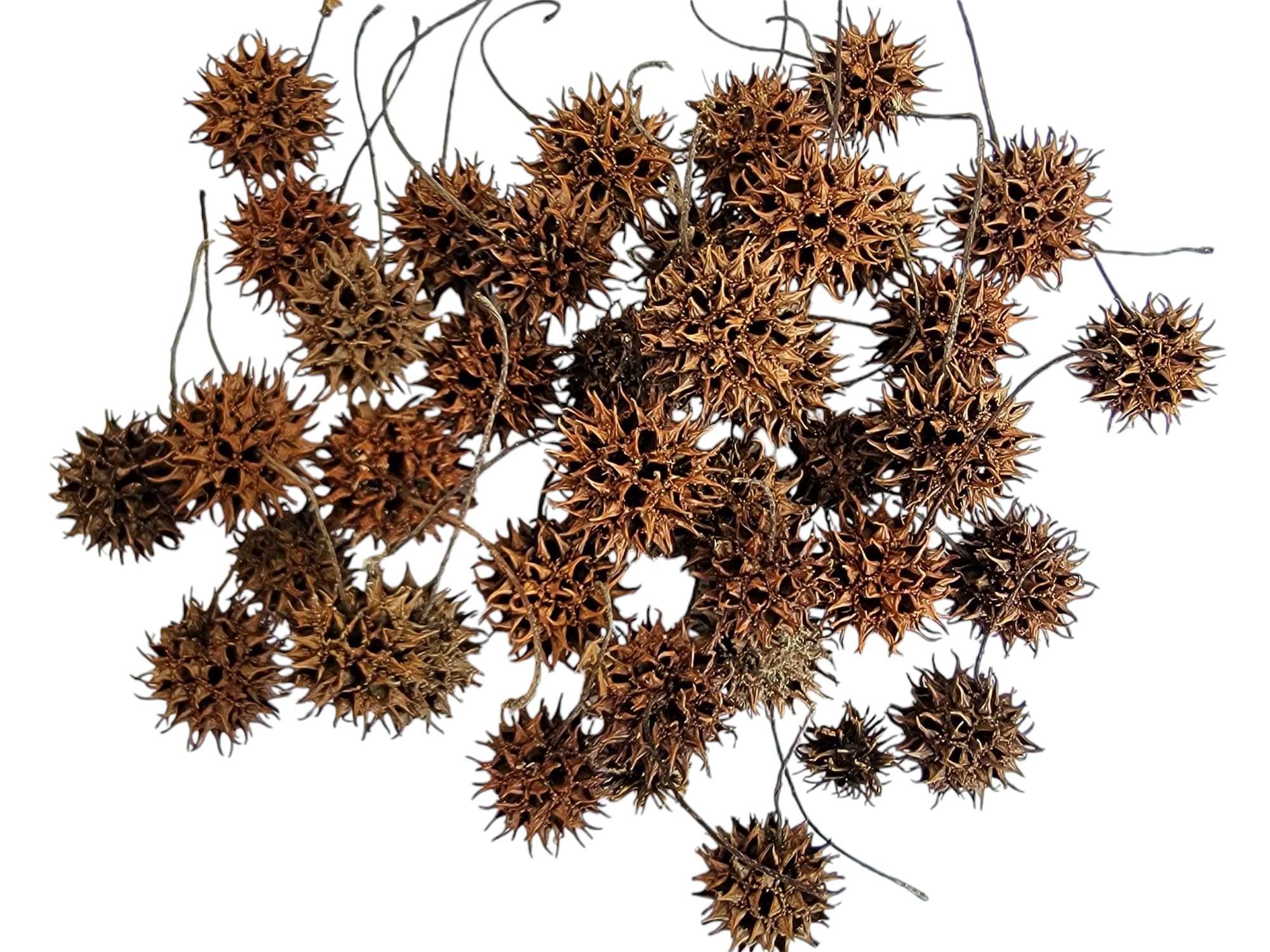 Sweet Gum Tree Seed Pods for Reptiles, Amphibians, Isopds, Terrarium, Bioactive Enclosures, 20 Count of Large 1" - 1.5" Natural and Organic Hand Collected Spikey Balls