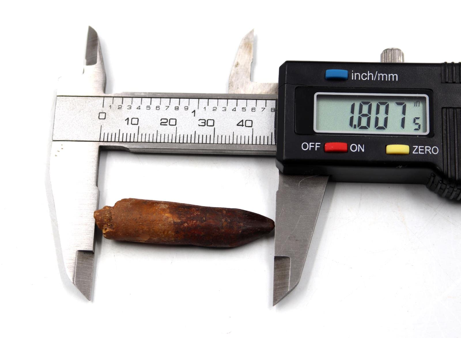 Rebbachisaurus Sauropod Dinosaur Tooth Fossil 1.807w/ Display Box MDB #17348 13o