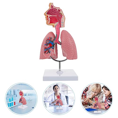 VILLCASE Human Nasal Cavity Throat Anatomy Model, Human Lung Model, Respiratory System Lung Model Teaching Tool, for Students Study Display Teaching Model