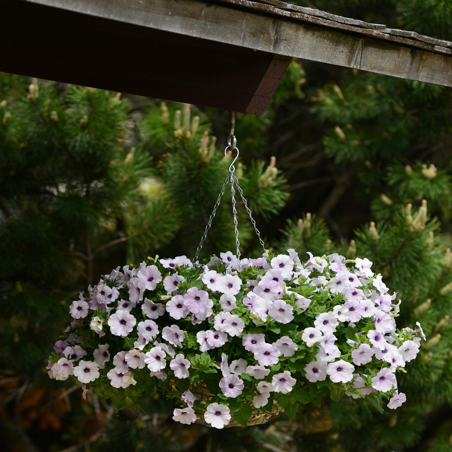Outsidepride Easy Wave Spreading Petunia Silver Garden Flowers for Hanging Baskets, Pots, Containers, Beds - 15 Seeds