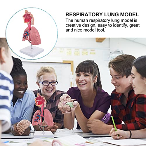 VILLCASE Human Nasal Cavity Throat Anatomy Model, Human Lung Model, Respiratory System Lung Model Teaching Tool, for Students Study Display Teaching Model
