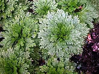 Rose of Jericho Resurrection Fern - Polypodium - Dinosaur Fern/Miracle Air Fern