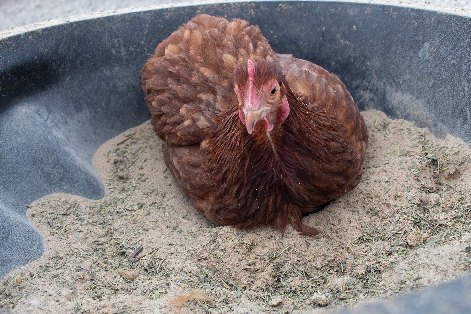 Pampered Chicken Mama Dust Bath with Non-GMO Herbs (5 pounds) - All Natural Poultry Supplies for Hens Who Love Bathing in Chicken Coops - (5 pounds)