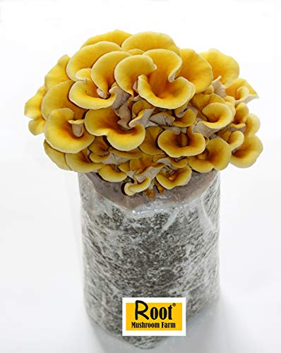 Root Mushroom Farm—Golden Oyster Mushroom Grow Kit
