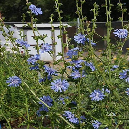 Outsidepride Perennial Chicory Drought Tolerant Wild Flower & Forage Plants - 5000 Seeds