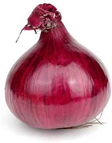 Red Grano Onion Seeds for Planting, 300+ Heirloom Seeds Per Packet, (Short Day) Non GMO Seeds, (Isla's Garden Seeds), Botanical Name: Allium cepa