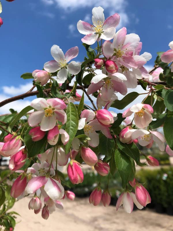 Roselow Crabapple Tree Live Plant 1-2 Feet Tall, Crab Apple Fruits Crabapple Plant Live