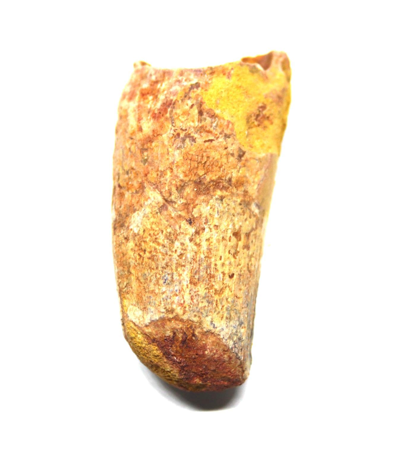 Spinosaurus Dinosaur Tooth Fossil 1.850 inch w/Info Card #17417 3o