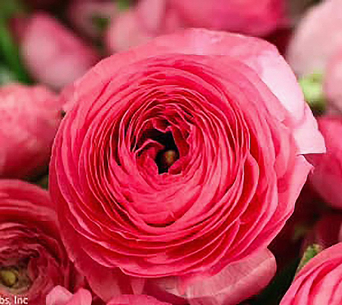 Pink French Ranunculus Corms - 12 Largest Size Corms Bulbs