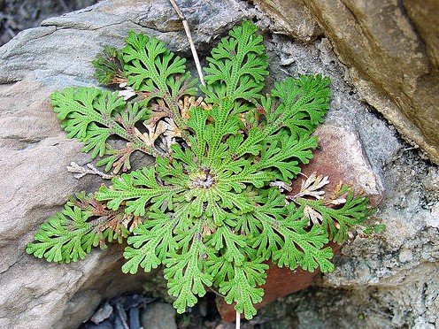 Rose of Jericho Resurrection Fern - Polypodium - Dinosaur Fern/Miracle Air Fern