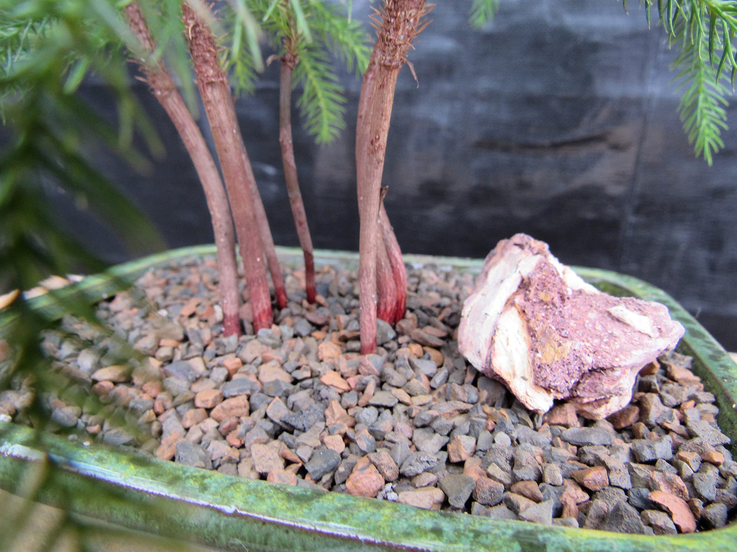 Norfolk Island Pine Bonsai Tree (Medium)