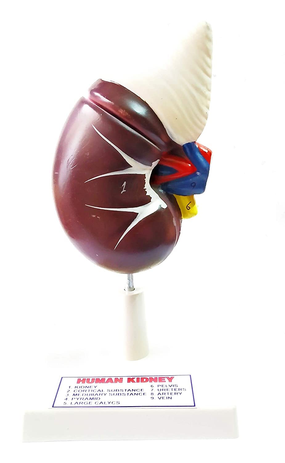 Spancare Human Kidney Model on Stand for Labs and Schools