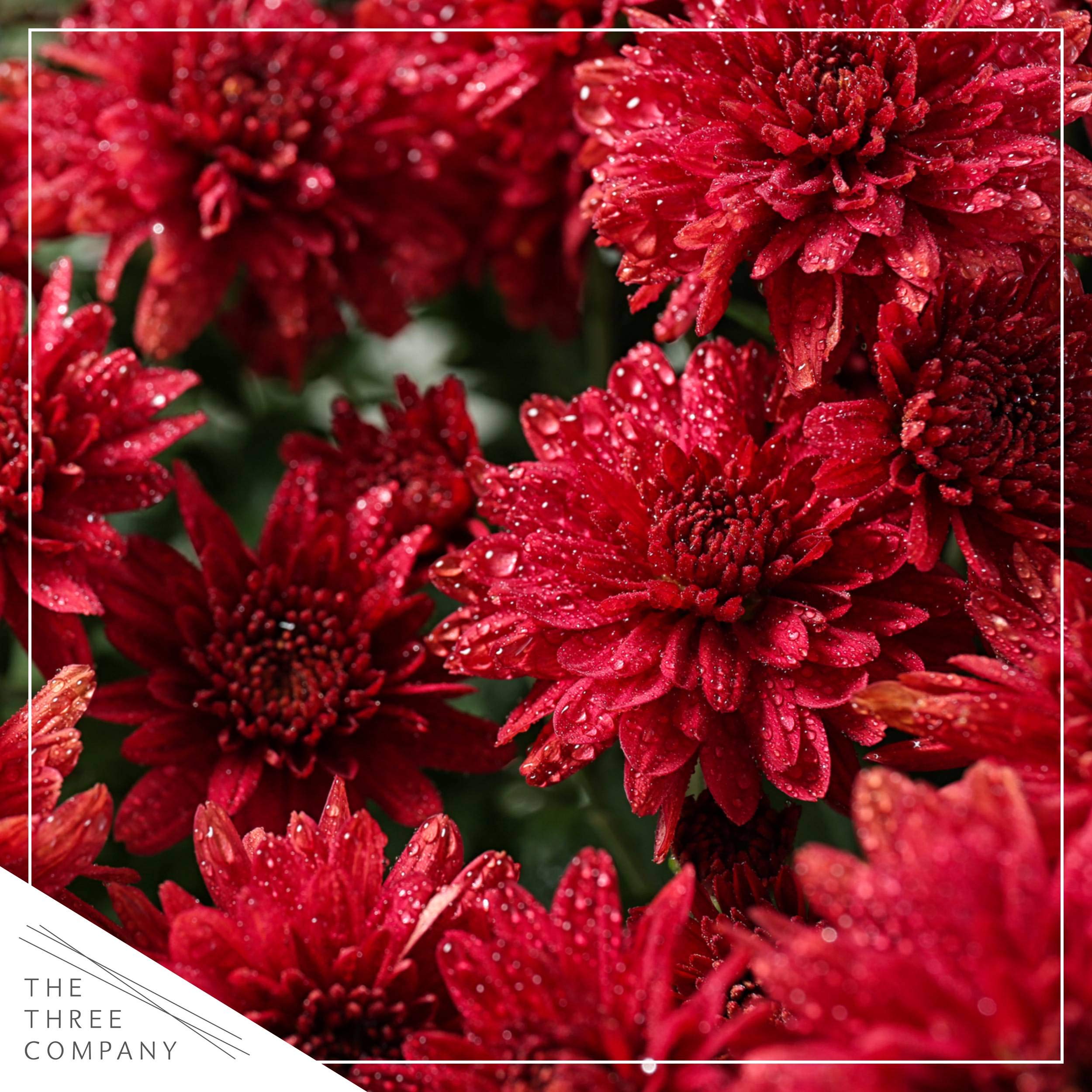 Live Flowering Hardy Chrysanthemum - Red - Colorful Fall Mums - 15" Tall by 12" Wide in 3 Qt Pot