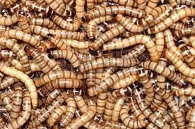 The Mad Jungle 100 Mixed Medium/Large Superworms Live Arrival Guaranteed, medium/large mixed