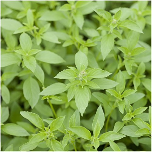 Seed Needs, Culinary Basil Herb Seed Packet Collection (8 Individual Basil Seed Varieties for Planting) Non-GMO & Untreated