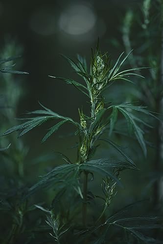 Mugwort Tea - Dried, Cut Artemisia Vulgaris Herb - 100% Riverside Wormwood, Felon Herb, Chrysanthemum Weed - Net Weight: 1.0oz/28.5g