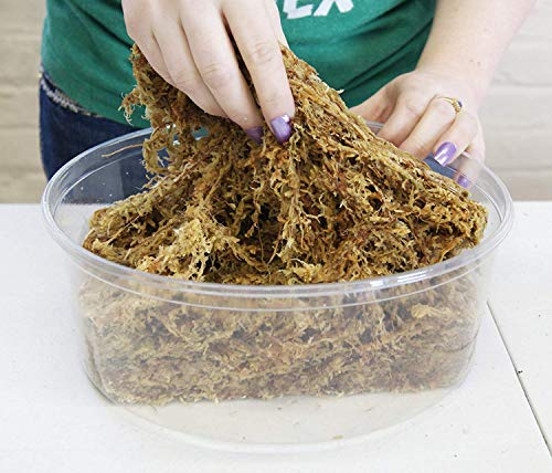 Spagmoss Premium New Zealand Sphagnum Moss for All Types of Flowers 150 Grams (12 Liters)