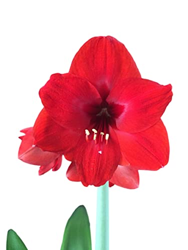 Red Lion Amaryllis Kit - Great Gift - Large Bulb, Pot and Potting Medium