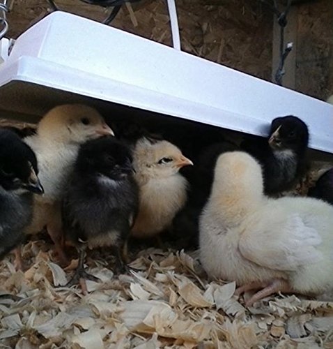 SWEETER HEATER Infrared Heater for Chicks & Pets, Overhead 11x30, 100 Watt