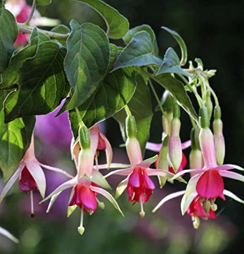 Mixed 100 Seeds Fuchsia Flower Seeds Perennial Home Bonsai