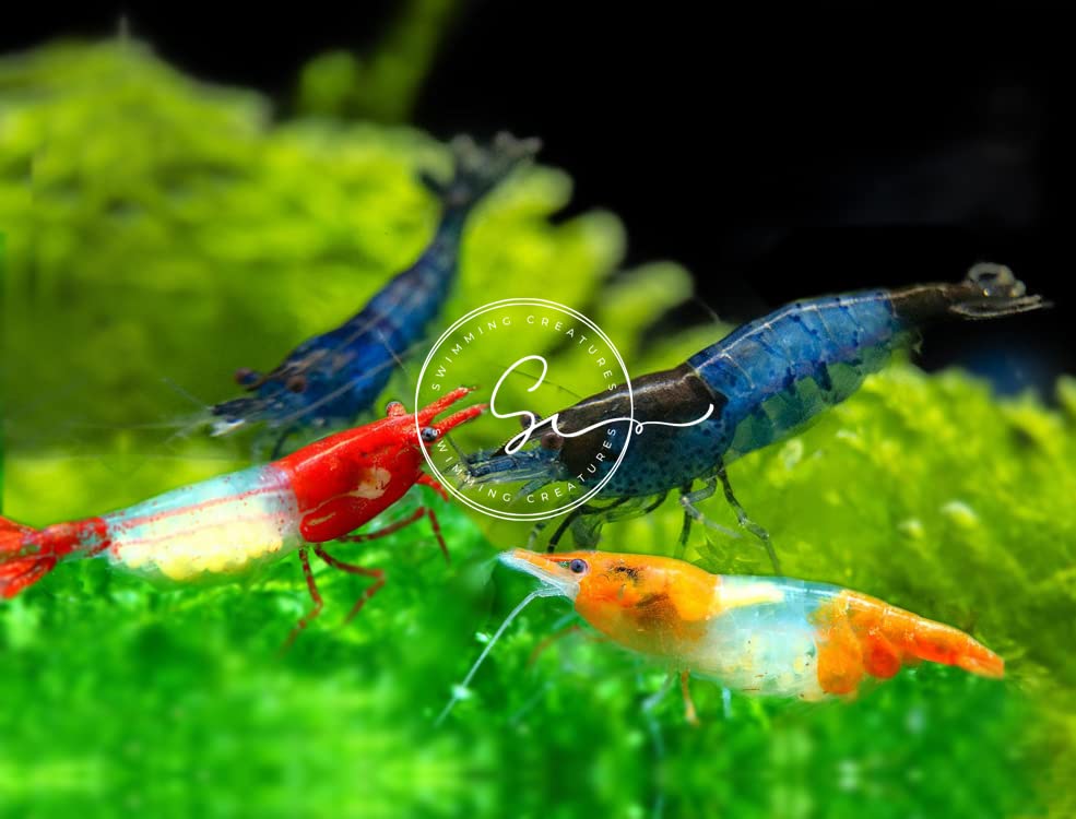 Swimming Creatures 10 Rili Mix Freshwater Neocaridina Aquarium Shrimps. Live Arrival Guarantee.