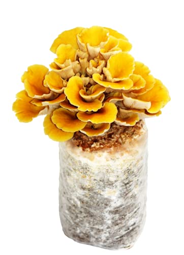 Root Mushroom Farm—Golden Oyster Mushroom Grow Kit