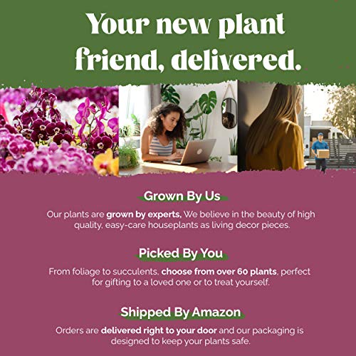 Plants & Blooms Shop PB408 Money Tree, 5", White Pot, Indoor Live Plant Decoration, Live Plant Gift