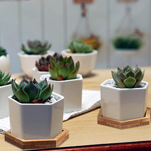 OAMCEG 6 Pack Succulent Plant Pots 2.75 inch Mini Succulent Planter, Set of 6 White Ceramic Succulent Cactus Planter Pots with Bamboo Tray (Plants NOT Included)