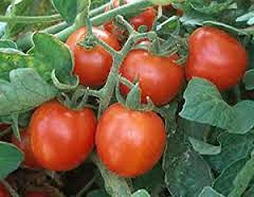 Tomato, Sweet Large Cherry Tomato Seeds, Heirloom,20 Seeds, Tasty, Great for Salads