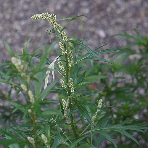 Mugwort Tea - Dried, Cut Artemisia Vulgaris Herb - 100% Riverside Wormwood, Felon Herb, Chrysanthemum Weed - Net Weight: 1.0oz/28.5g