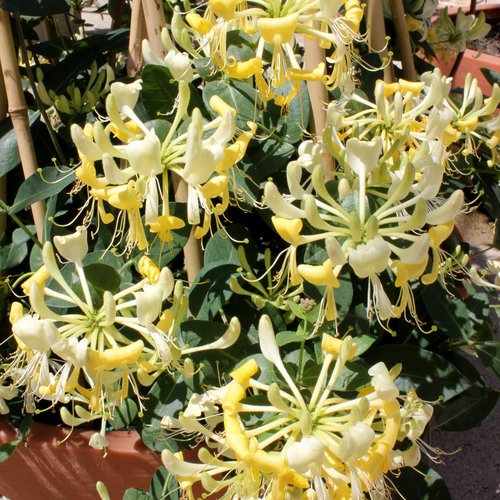 Proven Winners - Lonicera periclymenum 'Scentsation' (Honeysuckle) Vine, , #2 - Size Container