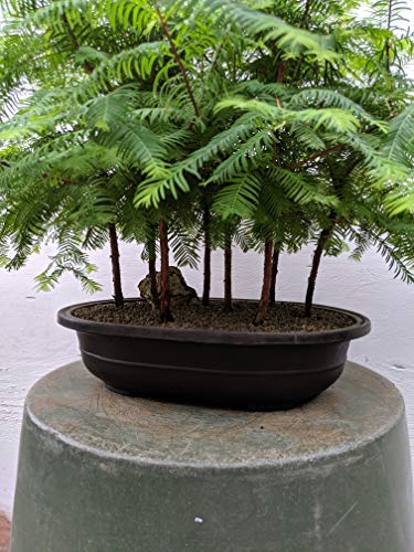 Redwood Forest Specimen Bonsai Tree