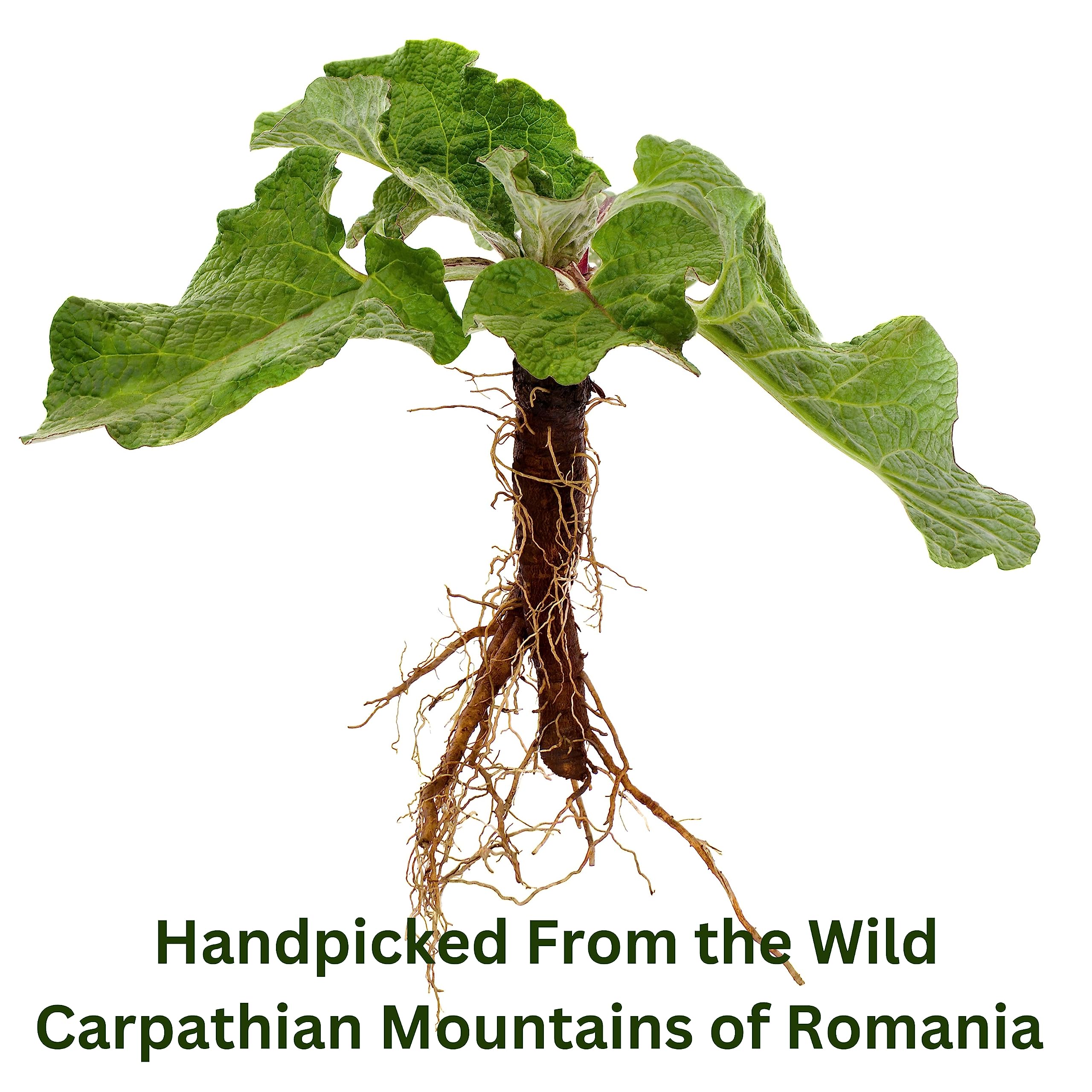 Organic Wild Burdock Root Tea - Caffeine Free Herbal Detox Support - Pharmacopoeia Quality - 25 Plant Based Tea Bags