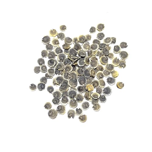Seed Needs, Black Hollyhock Seeds - 100 Heirloom Seeds for Planting Alcea rosea - Great for Gothic Gardens, Open Pollinated Biennial That Attracts Pollinators (1 Pack)