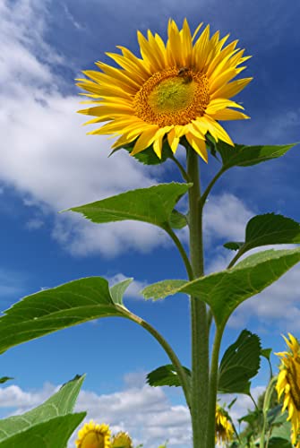Skyscraper Sunflower Seeds for Planting | 100+ Seeds | Huge 15-20 feet Tall with Giant Sunflowers | Made in USA, Ships from Iowa