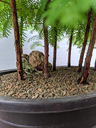 Redwood Forest Specimen Bonsai Tree