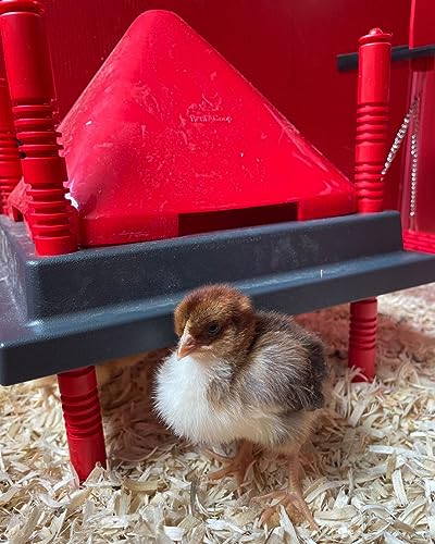 RentACoop Chick Brooder Heating Plate and Anti-Roost Cone Set - Brooder Heating Plate Warms Up to 15 Chicks - Chick Heater with 25 Adjustable Heights and 15 Watts - Safer Than Heat Lamps - 10" x 10"