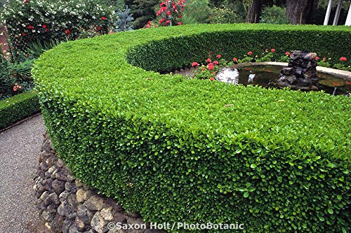 TABOR TOOLS B212A Telescopic Hedge Shears with Wavy Blade and Extendable Steel Handles. Extendable Manual Hedge Clippers for Trimming Borders, Boxwood, and Tall Bushes.