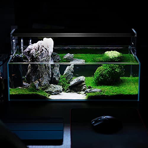 SubstrateSource Dwarf Baby Tears Hemianthus Callitrichoides Live Aquarium Plant Tissue Culture Cup - 100% Snail Free in Vitro (Dwarf Baby Tears)