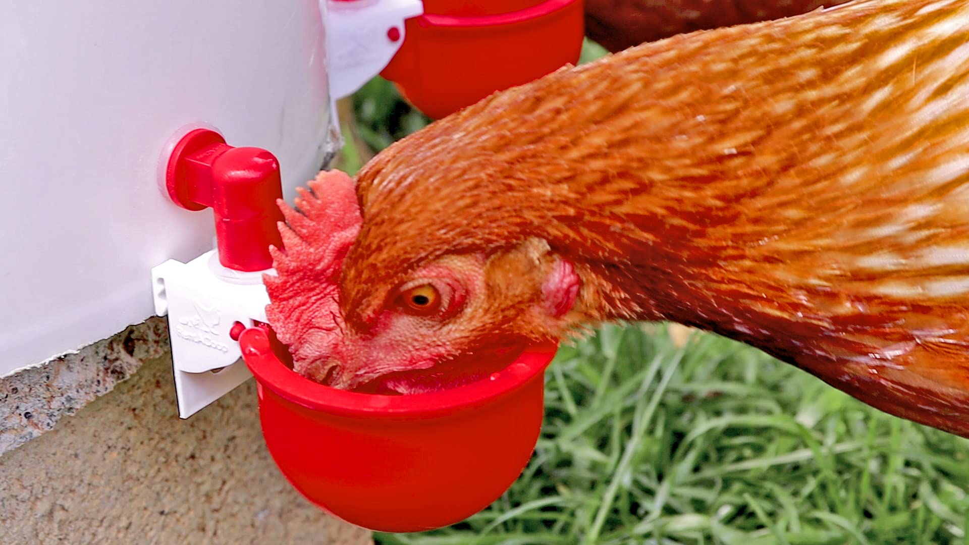 RentACoop DIY Automatic Chicken Waterer Cups for Any Chicken Watering System - Suitable for Tubing, Hardware Cloth, Buckets, Barrels, and More - Easy to Clean with Removable Cup Inserts - 7 Pack