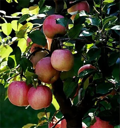 zcbang 30+ Bonsai Apple Tree Seeds Garden Yard Outdoor Living Fruit Seeds