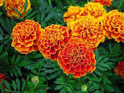 Semi freschi - Marigold - 300 semi - Tagetes - Safari Scarlet - Brodo profondo con bordi gialli