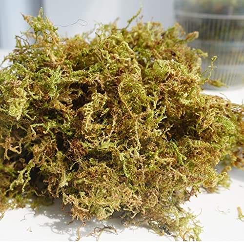 Yilotuce 7 oz NaturalĀ Orchid Moss for Potted Plants, Nice Soilless Potting Soil for Seedling and Cutting, Good Idea for Reptile Terrarium, Crafts, Garden Decoration