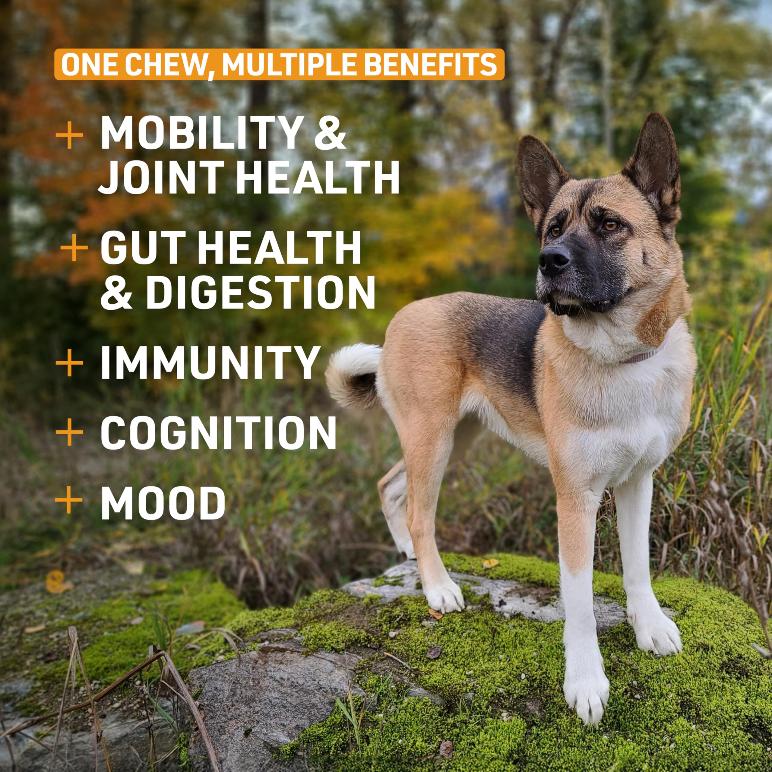 Veterinary Formula Smart Vitality Senior Support Supplement for Dogs - Soft Chews, 100ct - Support Healthy Joints, Skin, Gut, and Immunity with Glucosamine Chondroitin for Dogs