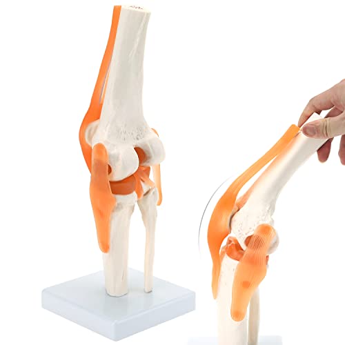 RONTEN Anatomical Knee Model, Flexible 1:1 Scientific Life Size Human Knee Model with Ligament, Teaching Tool for for Doctors Office Educational Anatomy Tool