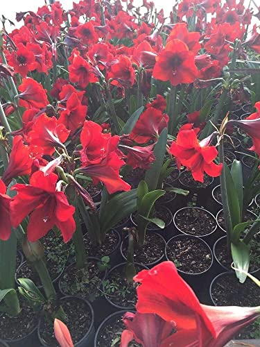 Red Lion Amaryllis Kit - Great Gift - Large Bulb, Pot and Potting Medium